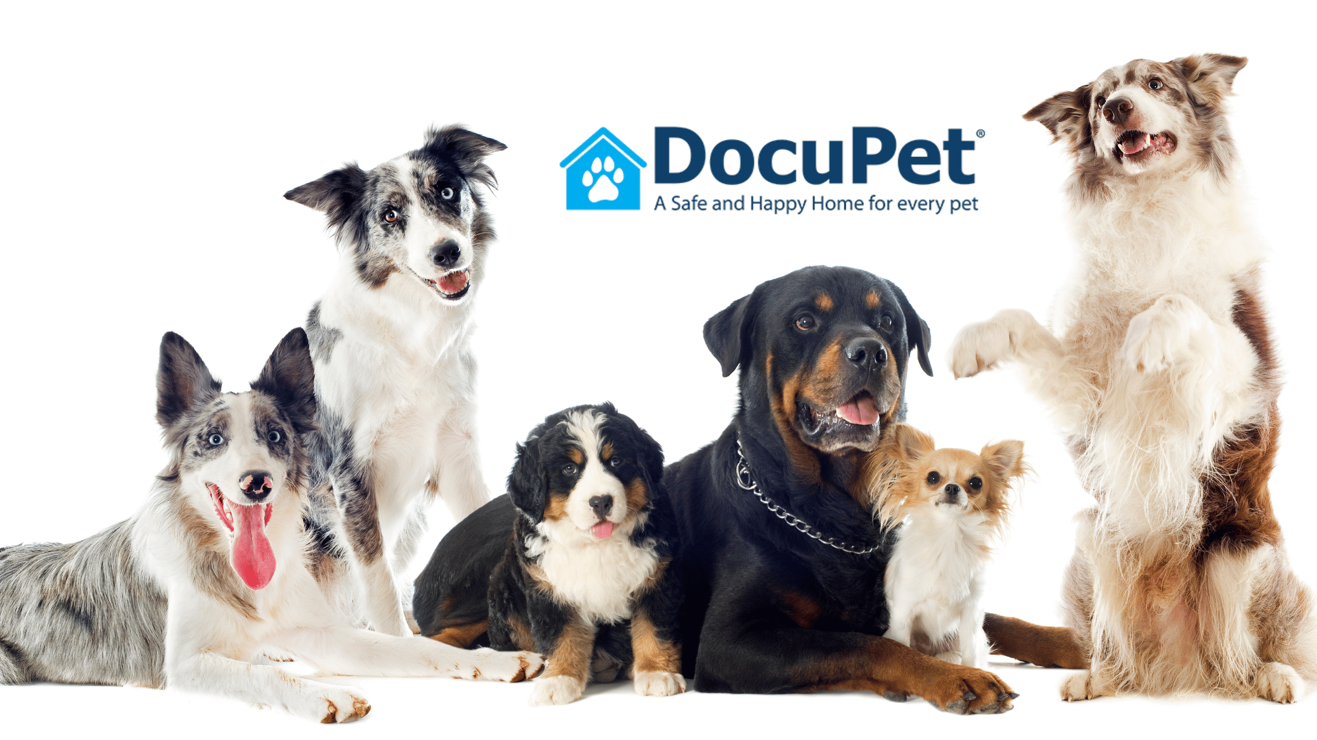 Dog Licences | Municipality of Trent Hills